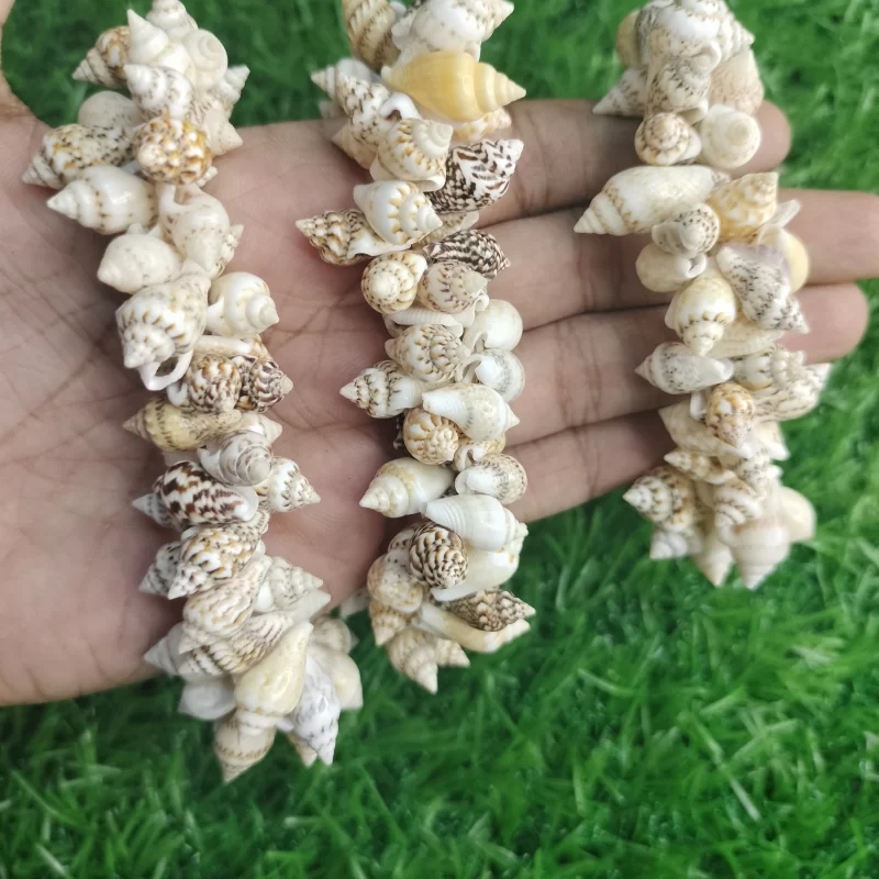 Sea Shell Bracelet - Sea Shells From India